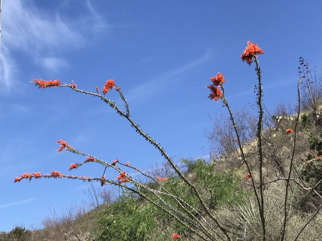 ocotillo from Forest Service Road 42B, San Simon, AZ, US on May 17 ...