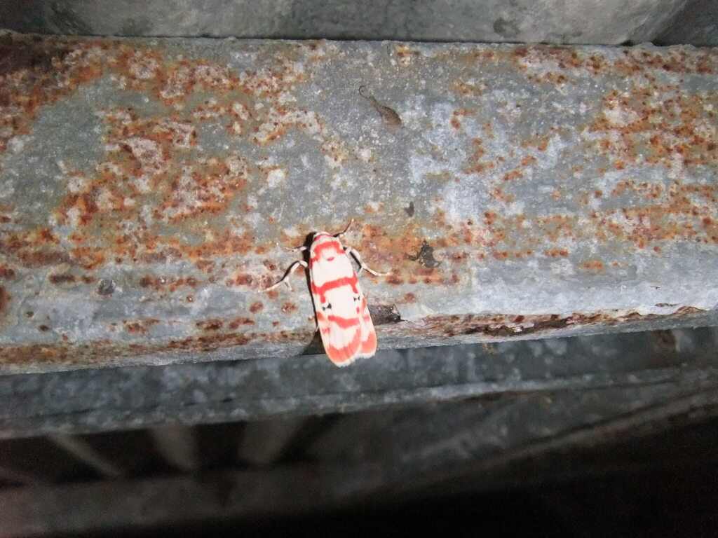 Cyana hamata in March 2012 by hakkahamushi · iNaturalist
