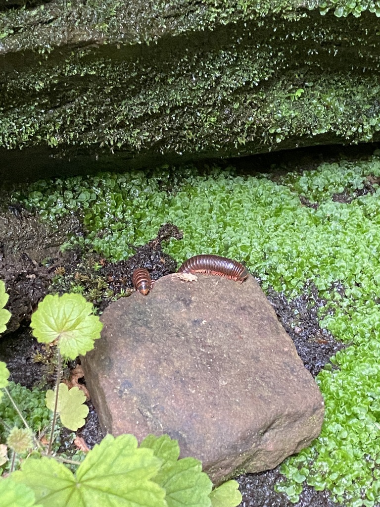 American Giant Millipede Complex from Jackson County, IL, USA on May 18 ...