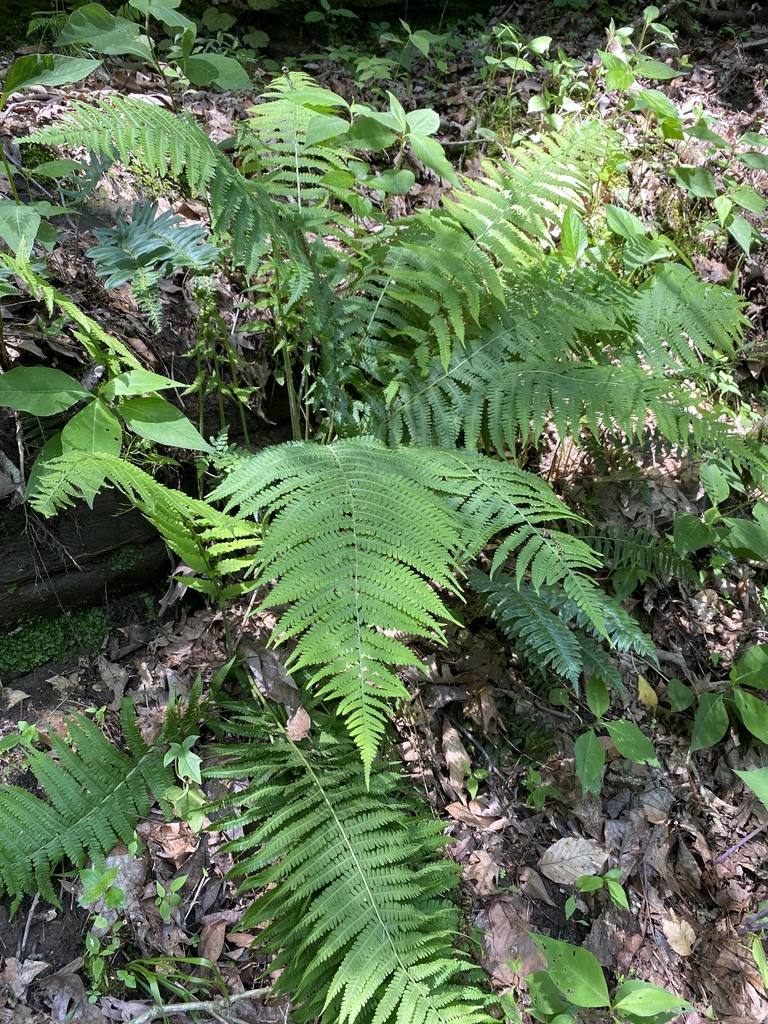 silvery glade fern from Randolph County, IL, USA on May 19, 2023 at 11: ...