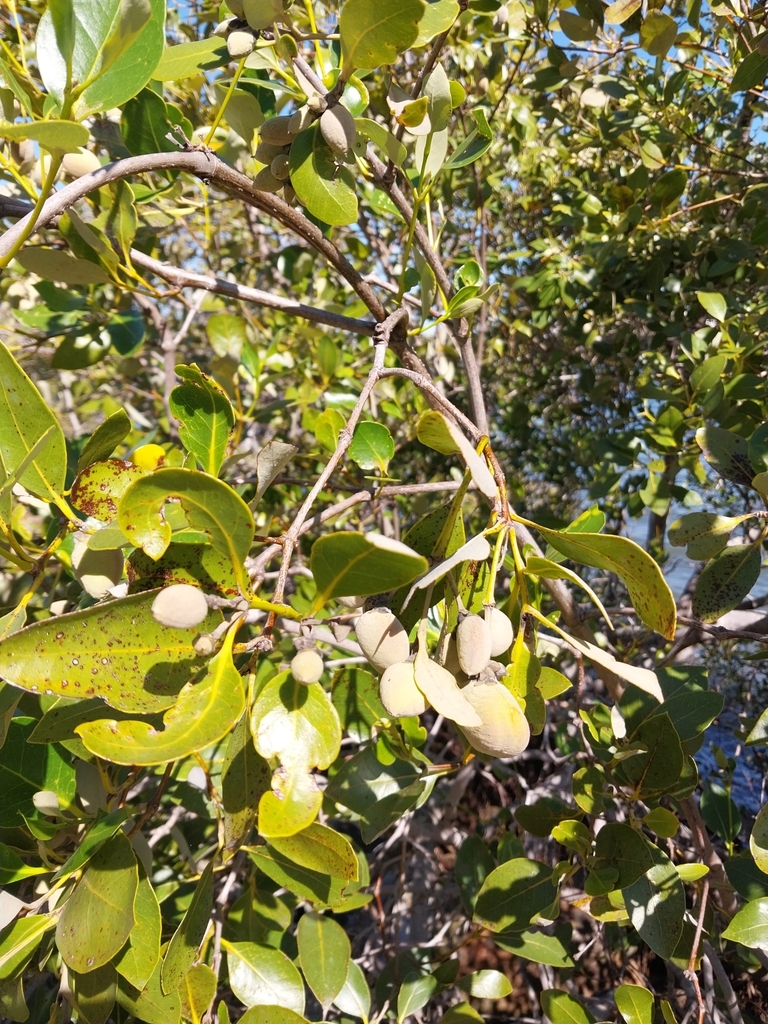 Grey Mangrove from Enoggera QLD 4051, Australia on May 20, 2023 at 11: ...