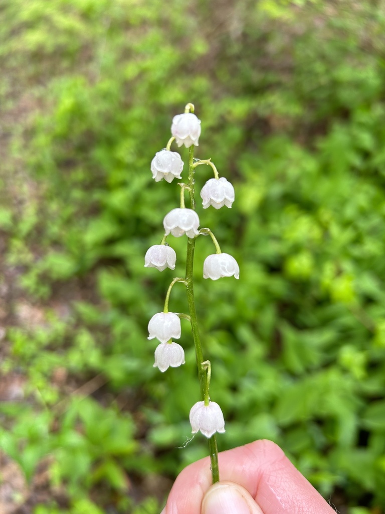 European lily of the valley in May 2023 by Allison Ferris · iNaturalist