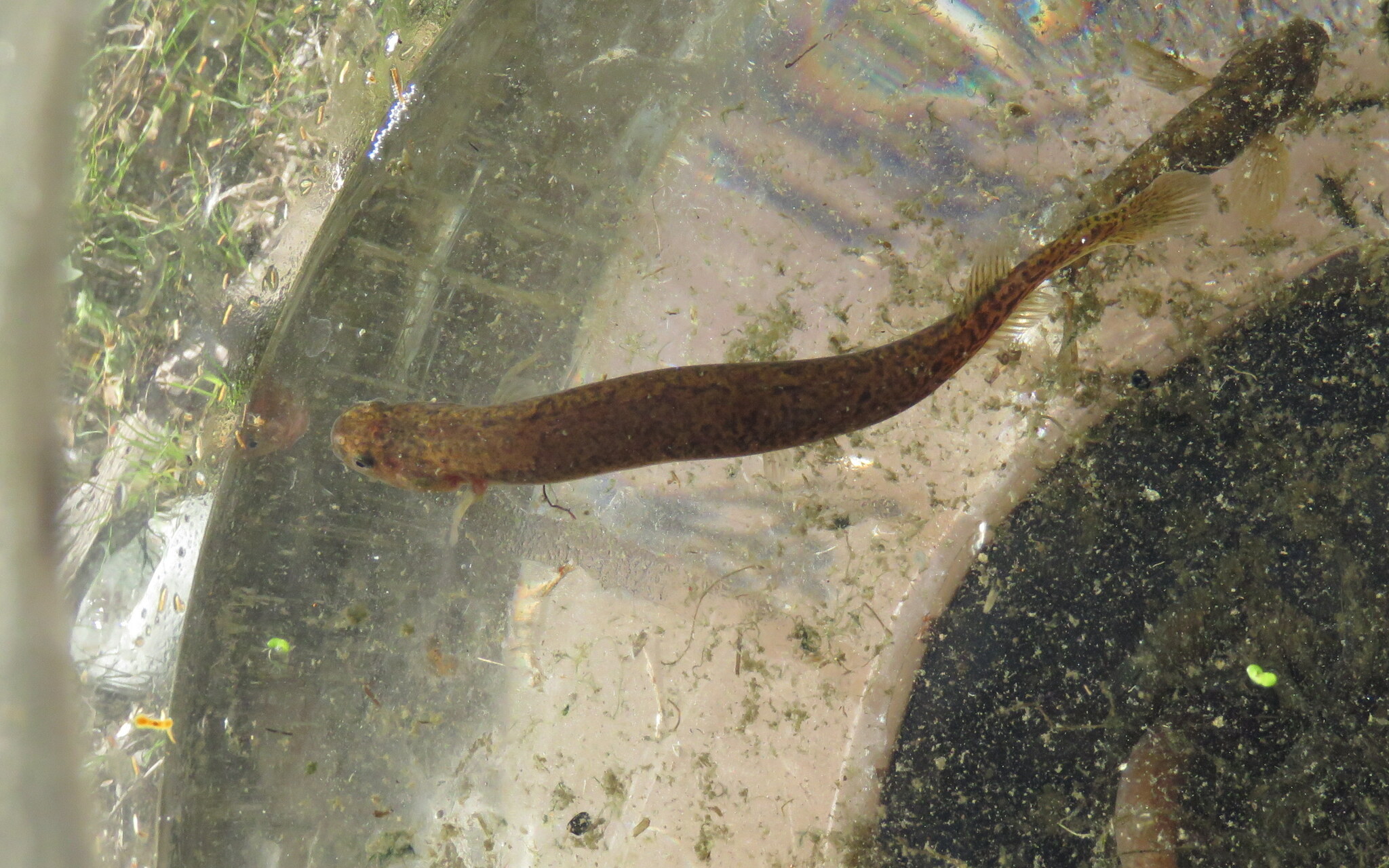 Neochanna Günther, 1867