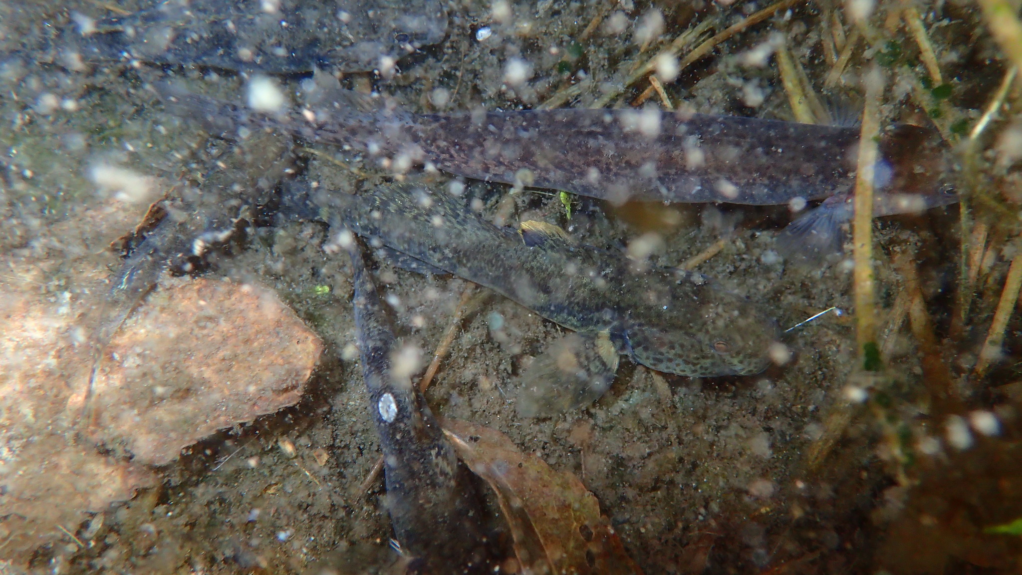 Neochanna Günther, 1867