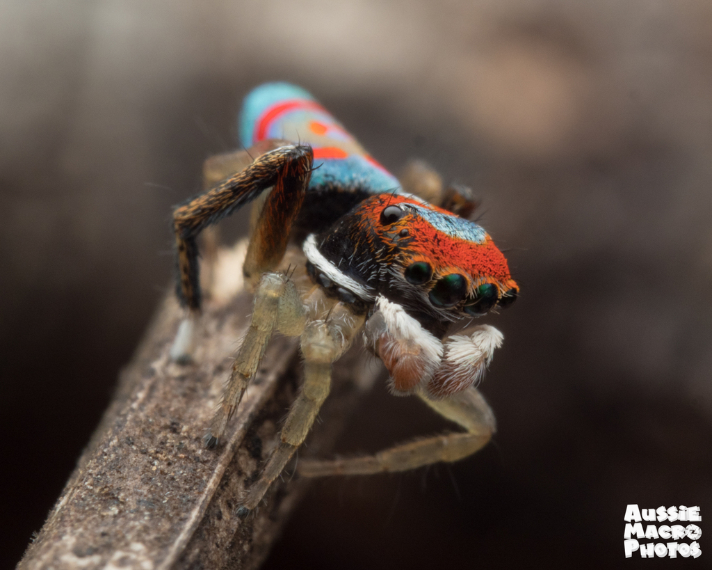 Splendid Peacock Spider in November 2021 by Bridgette Gower · iNaturalist
