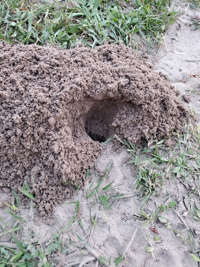 Attwater's Pocket Gopher from Calhoun County, TX, USA on April 19, 2023 ...
