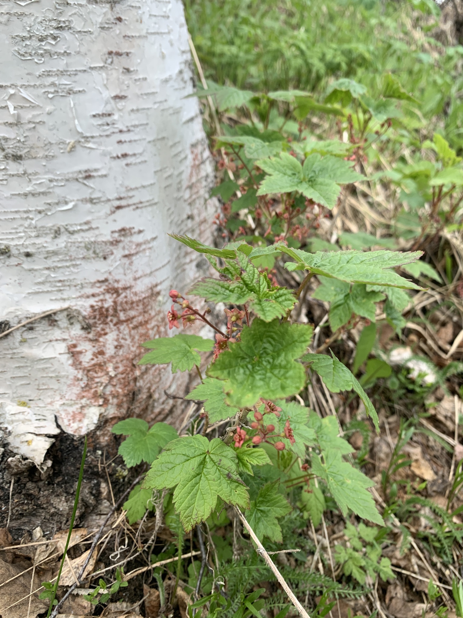 Ribes laxiflorum Pursh