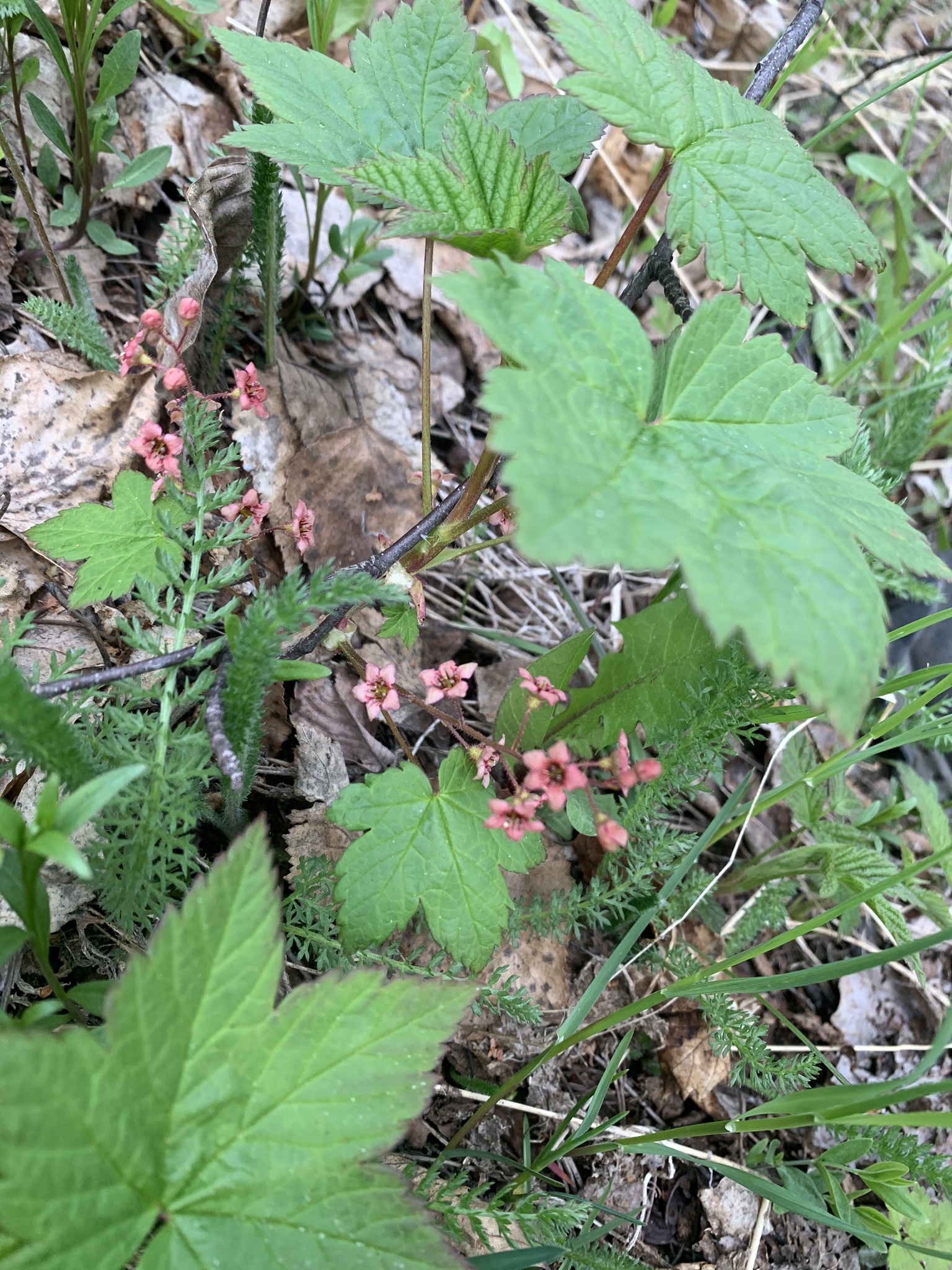Ribes laxiflorum Pursh
