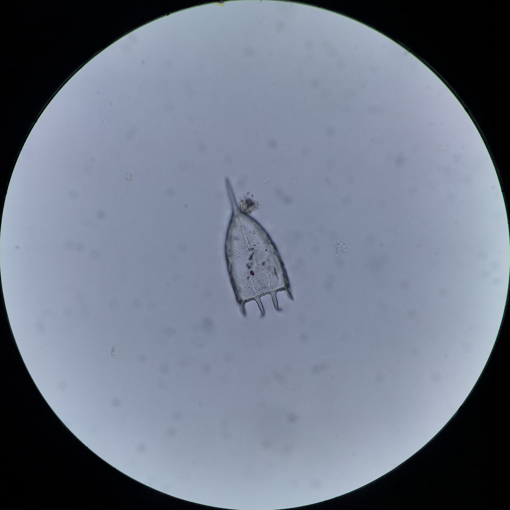 Keratella cochlearis from Linyi, CN-SD, CN on May 17, 2023 at 11:31 PM ...
