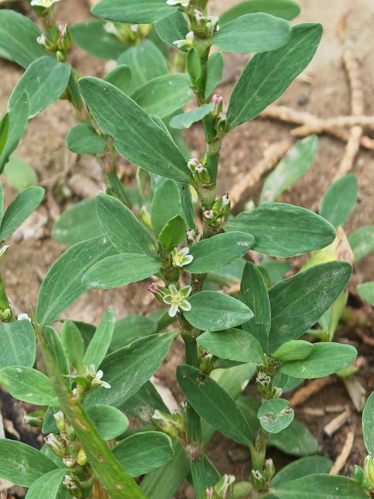 Prostrate Knotweed from 北京市西城区复兴门南大街西便门小公园 on May 20, 2023 at 11:17 AM ...