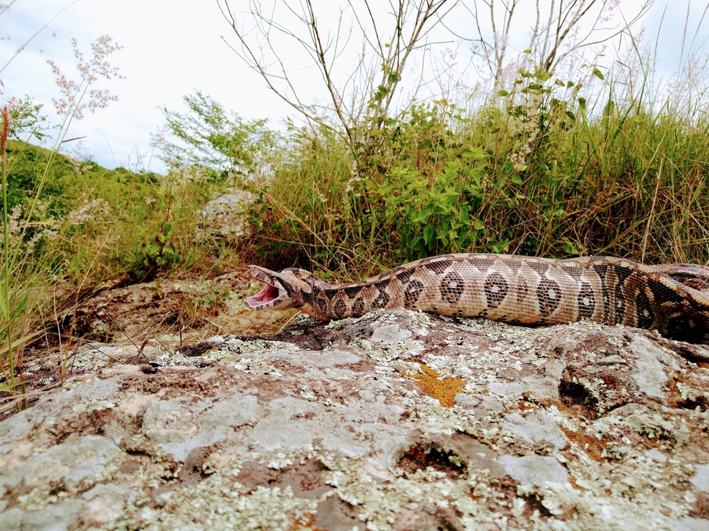 Central American Boa from 91644 Ver., México on July 8, 2020 at 12:37 ...