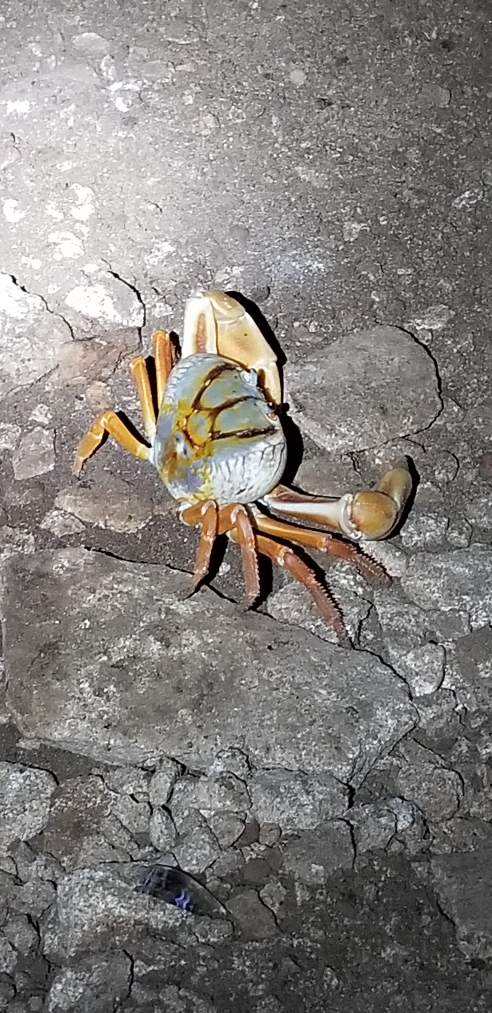 Gecarcinus ruricola (Linnaeus, 1758)