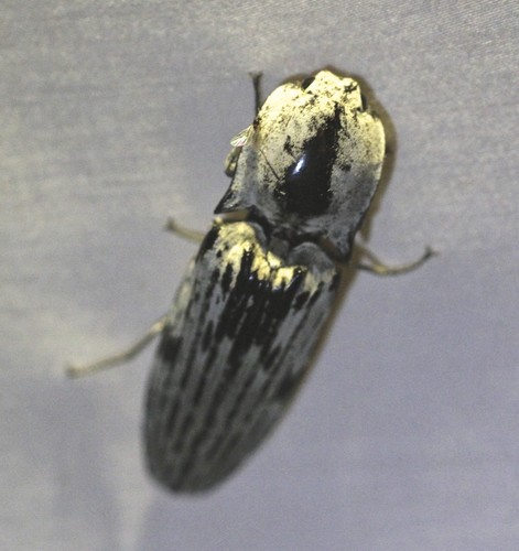 Cryptalaus gigas · iNaturalist