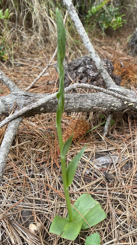 Yadon's Rein Orchid in May 2023 by spyingnaturalist · iNaturalist