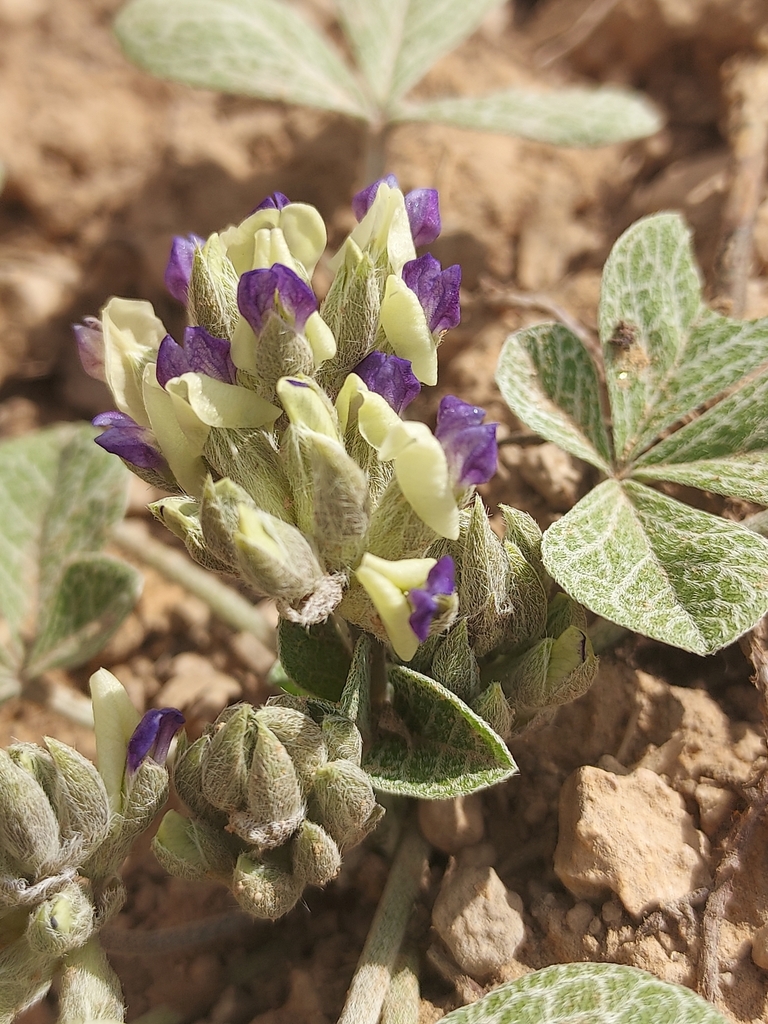 Paria River Indian breadroot from Mt Carmel, UT 84755, USA on May 19 ...