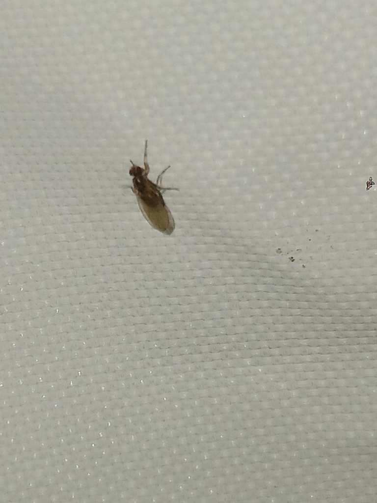 Scaptomyza from Union, OR 97883, USA on May 19, 2023 at 09:29 PM by ...