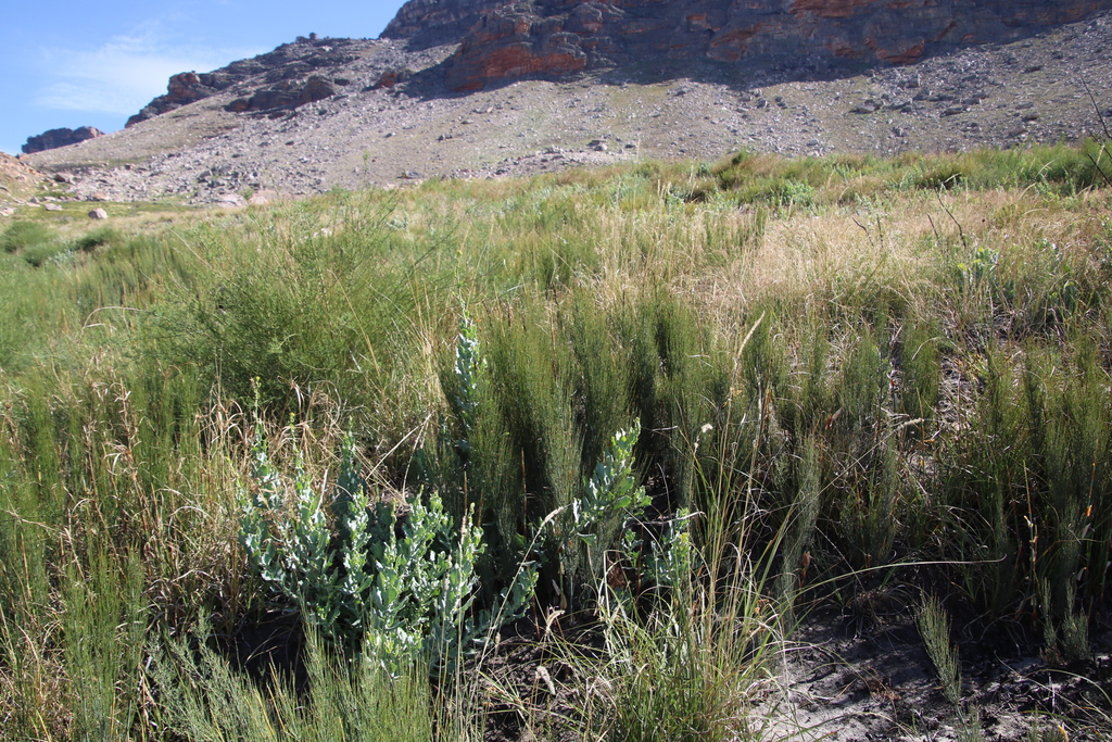 Broom reed from Cedarberg Shaleband between Gabriels Pass and ...