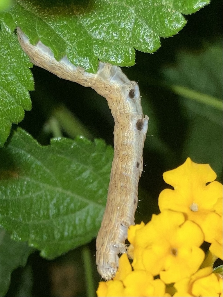 Lantana Stick Moth in May 2023 by horned_dynastid. Caterpillar ...