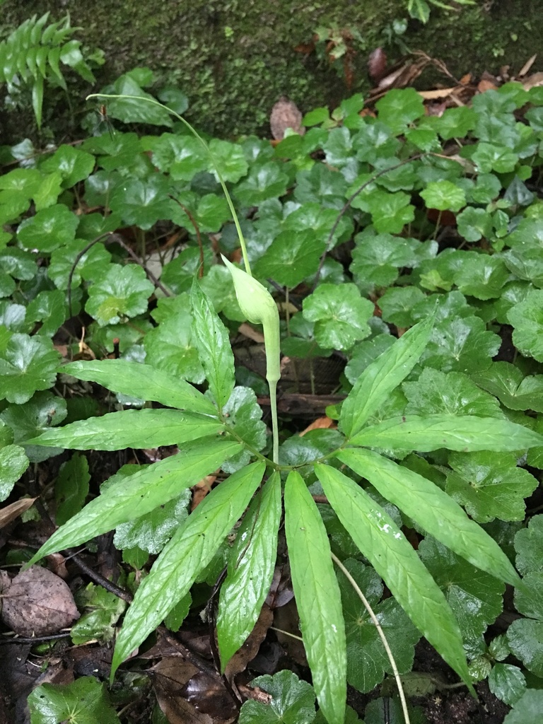 Aroideae from 中国四川省乐山市峨眉山市 on April 20, 2019 at 07:43 AM by hilyshao ...