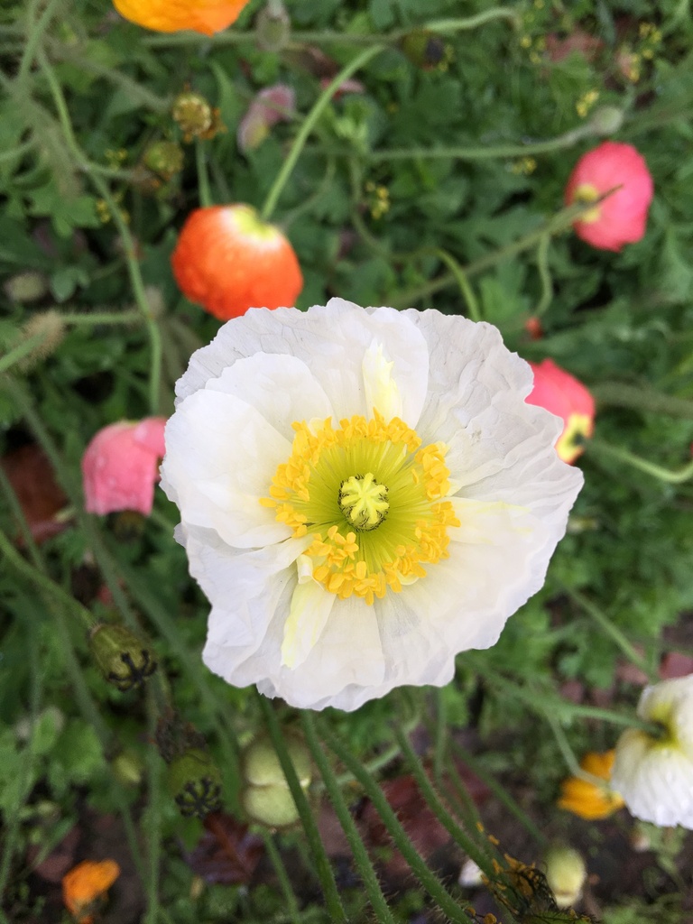 Ice Poppy from 中国四川省乐山市峨眉山市 on April 20, 2019 at 07:52 AM by hilyshao ...