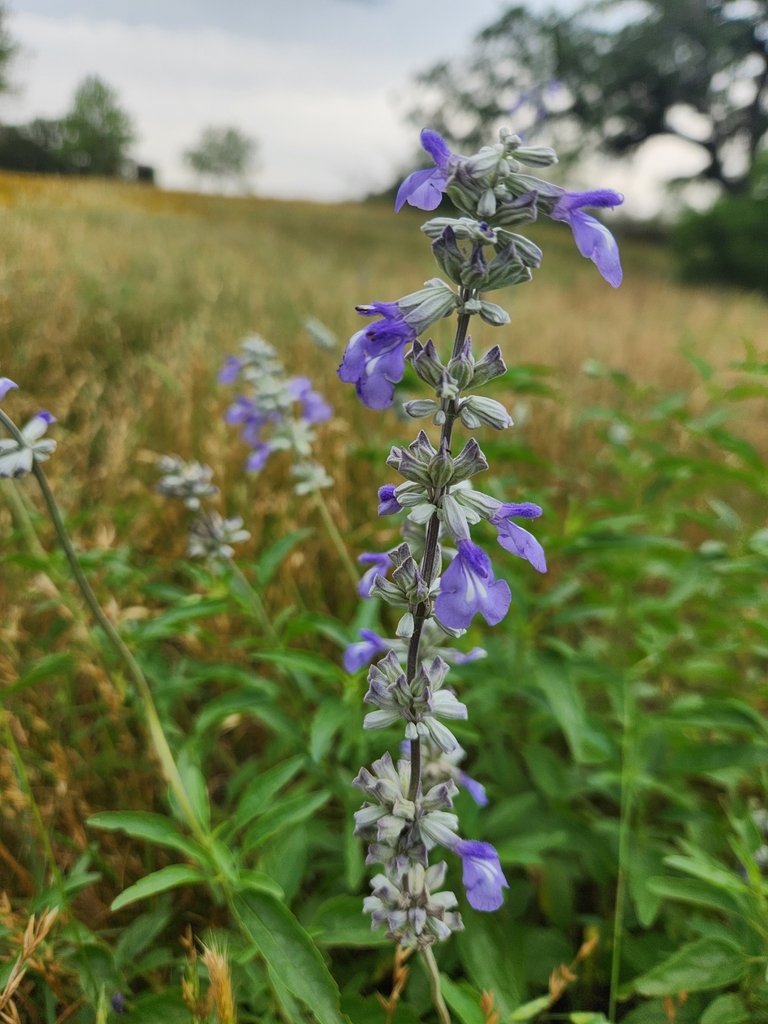 Mealy Blue Sage in May 2023 by estancia · iNaturalist