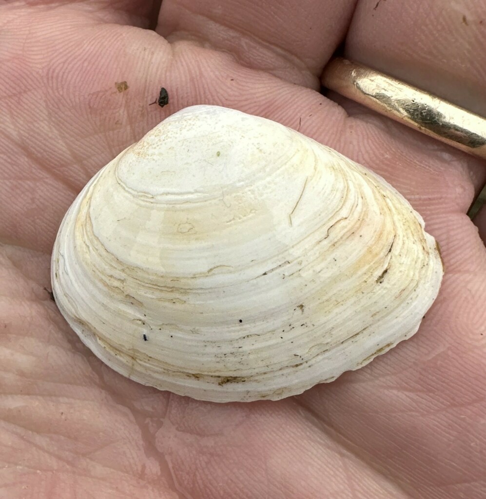 Bent-nosed Clam from Gardiner Beach, Jefferson County, WA, USA on April ...