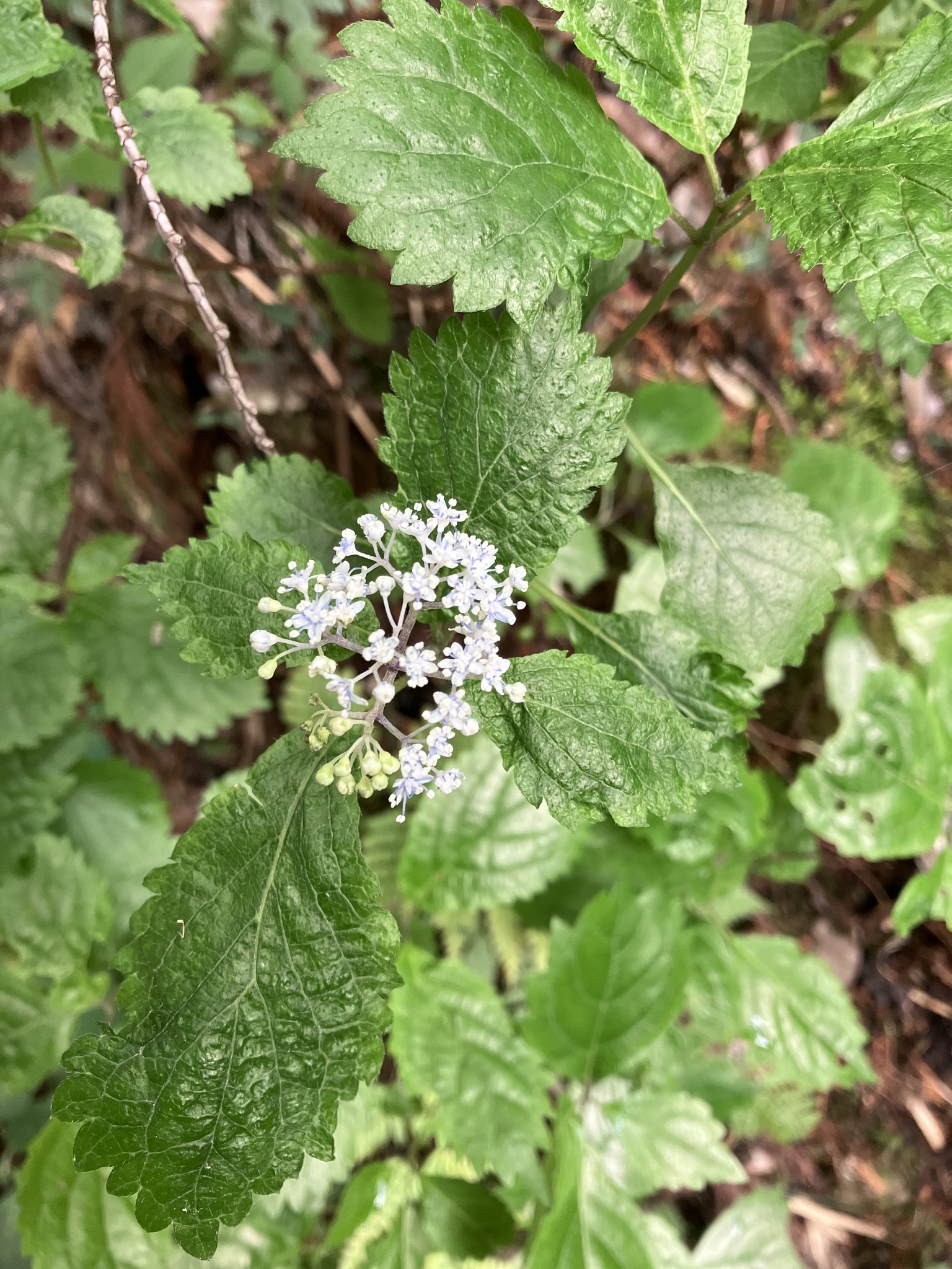 Hydrangea hirta (Thunb.) Siebold