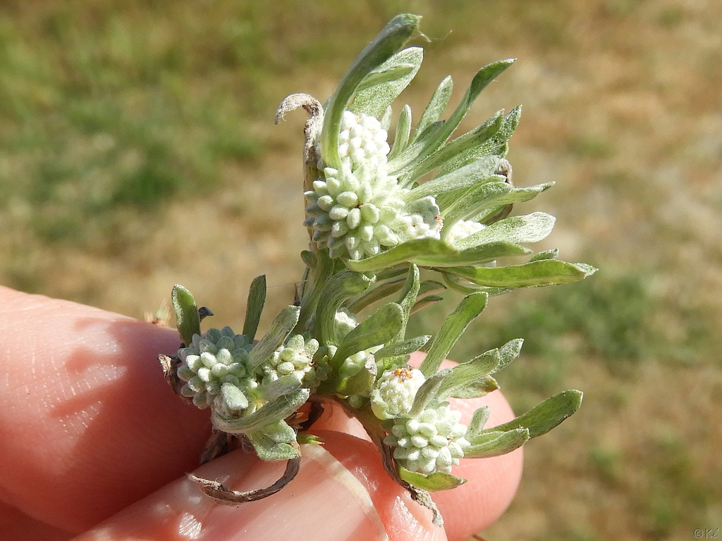 Oregon woollyheads from Rush Ranch Open Space, Solano County ...
