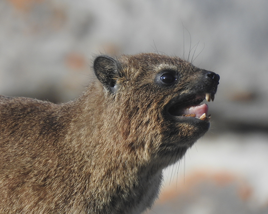 Rock Hyrax from Storms River Mouth Restcamp, South Africa on March 06 ...