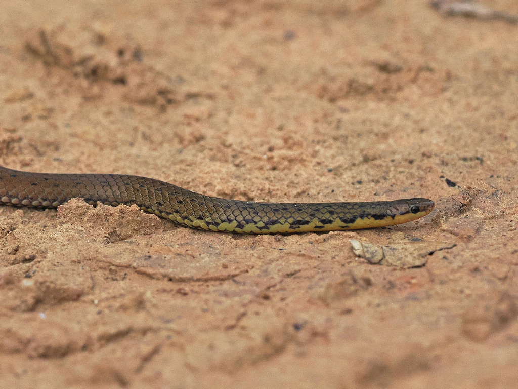 Grabowsky's Reed Snake from Trusmadi Forestry reserve FMU 10, Apin Apin ...