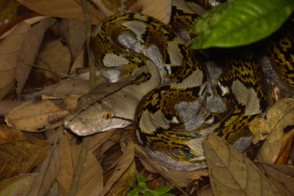 Reticulated Python from Singapore on May 19, 2023 at 11:49 PM by Drima ...