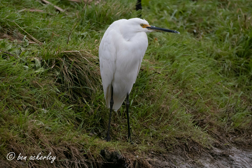Australasian Little Egret from Ferrymead, Christchurch, New Zealand on ...