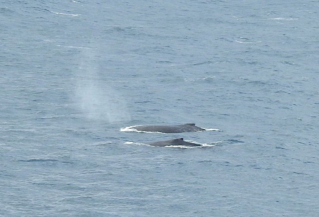 Humpback Whale from Magic Point, Malabar NSW 2036, Australia on June 24 ...
