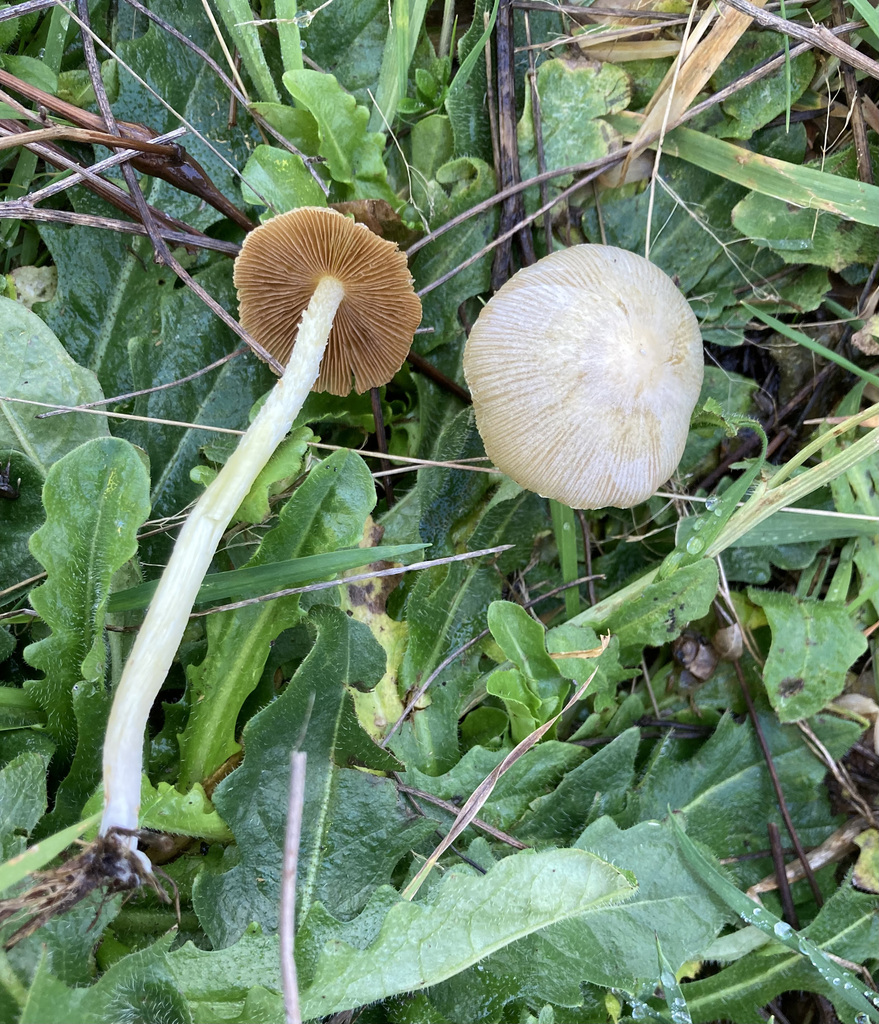 Bolbitiaceae from Otatara 9879, New Zealand on May 16, 2023 at 02:57 PM ...