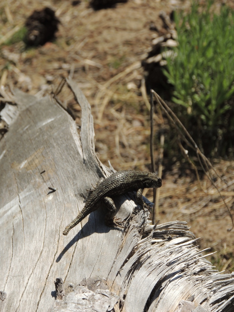 Western Fence Lizard in May 2023 by Zev D.. Someone had a close call ...