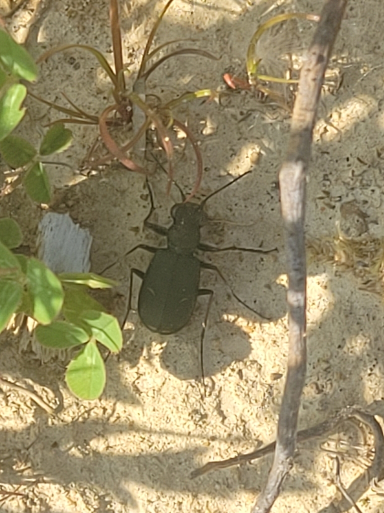 Purple Tiger Beetle from Mohawk, TN 37810, USA on May 19, 2023 at 05:30 ...