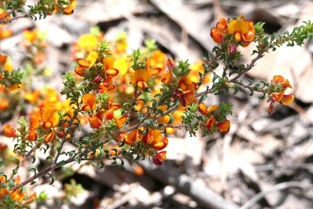 heathy bush-pea from Molonglo Valley ACT 2611, Australia on November 12 ...