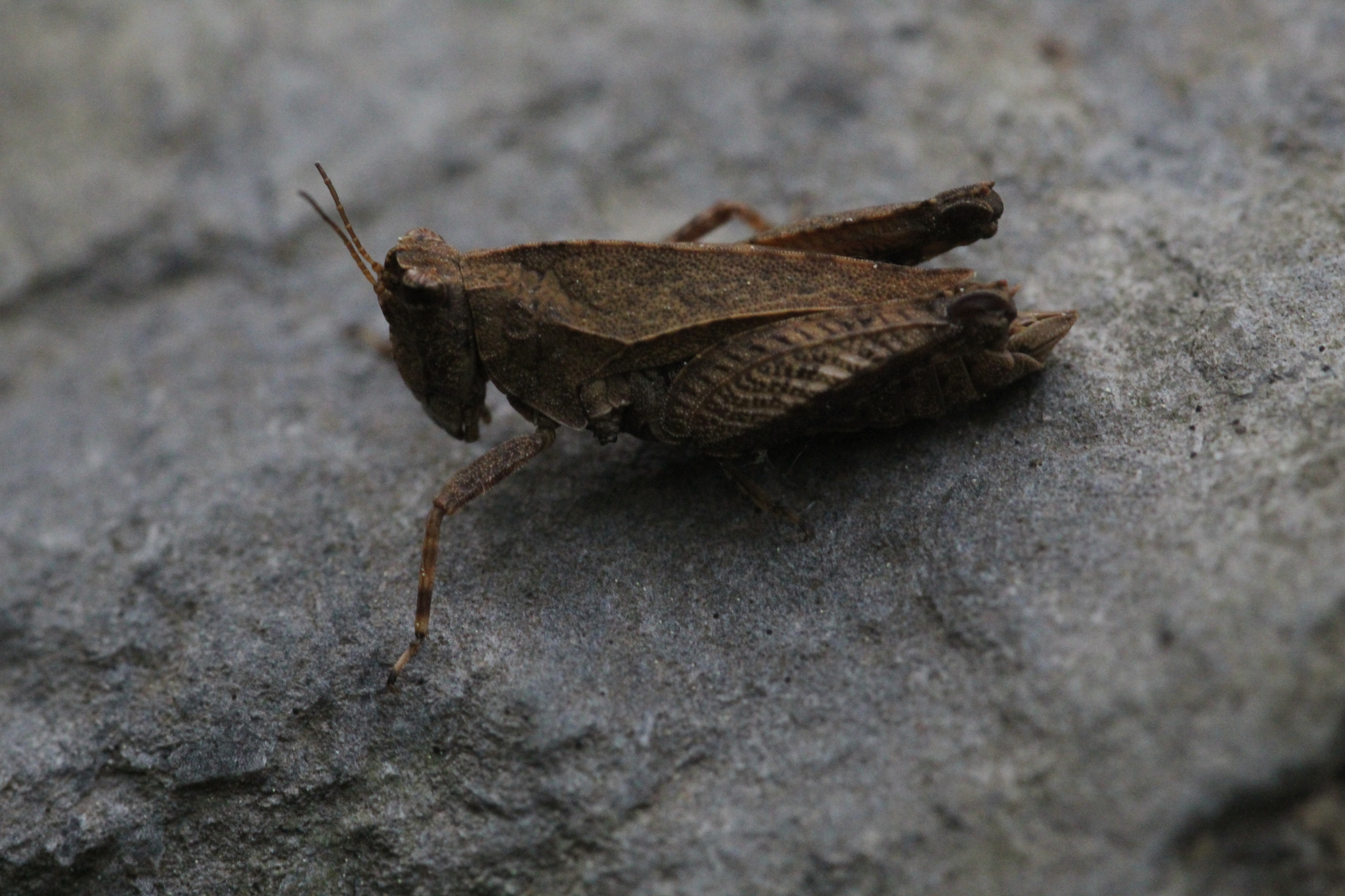 Tetrix japonica (Bolívar, 1887)