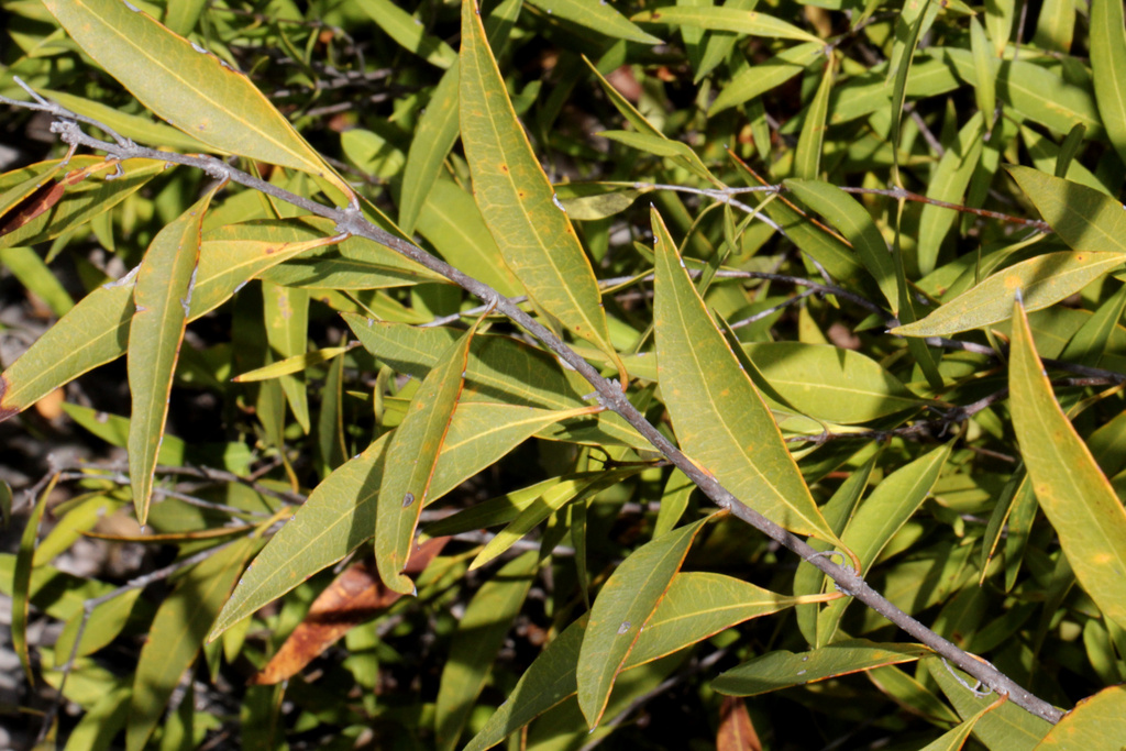 small-fruited mock olive from Barakula SF, QLD 4413, Australia on ...