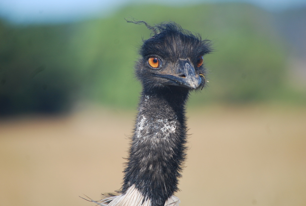 Emu from Rapid Bay Rd, Delamere, SA, AU on December 30, 2022 at 06:10 ...