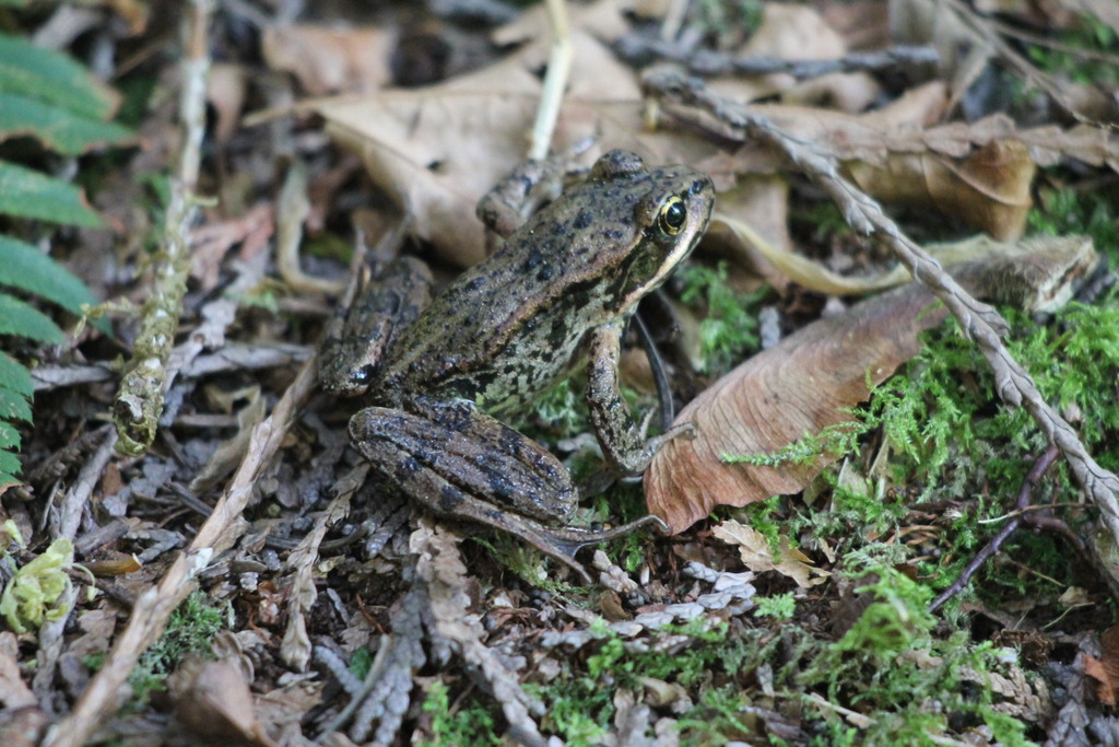 Northern Red-legged Frog from Capital, BC, Canada on May 19, 2023 at 03 ...