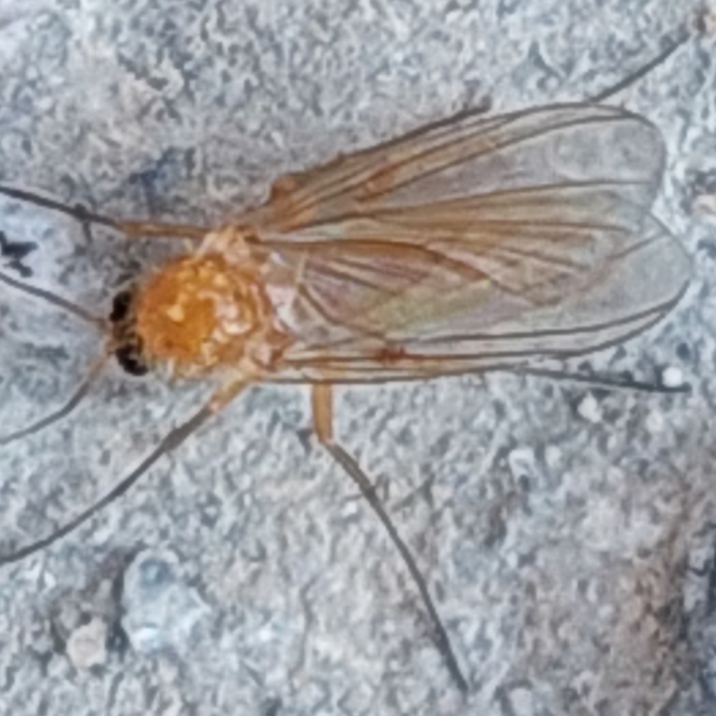 Fungus Gnats and Gall Midges from Samos 831 00, Greece on May 20, 2023 ...