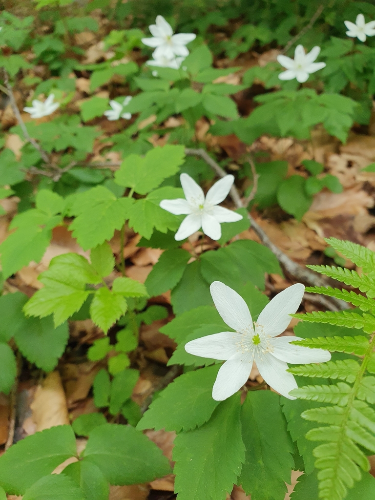 Three-leaved Anemone from 9701 Spittal an der Drau, Österreich on May ...