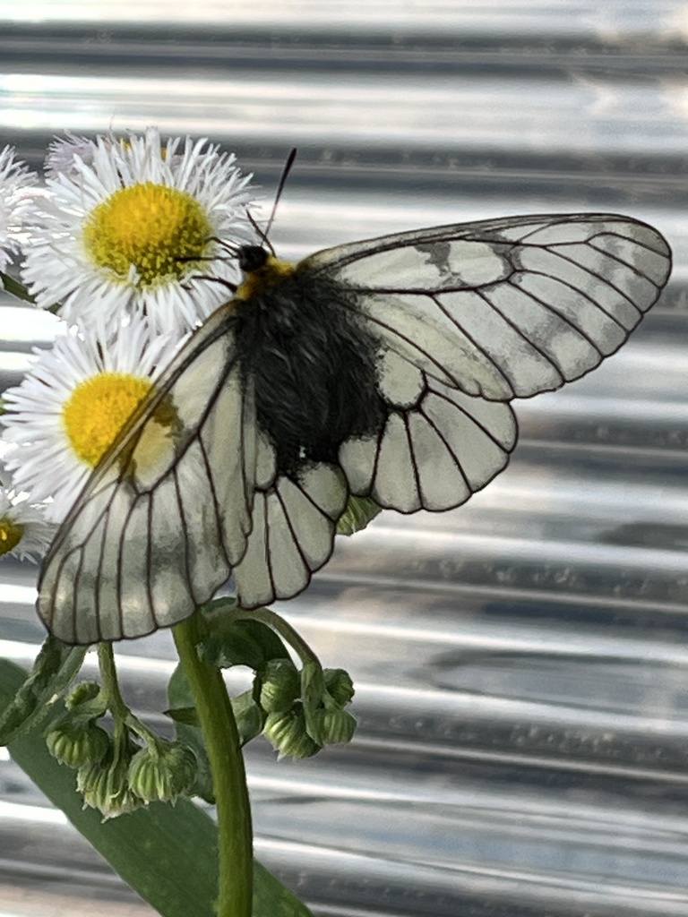 Glacial Apollo in May 2023 by akiko · iNaturalist