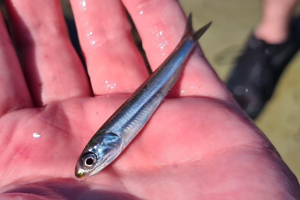 Australian Anchovy from Sunshine Coast QLD, Australia on May 19, 2023 ...