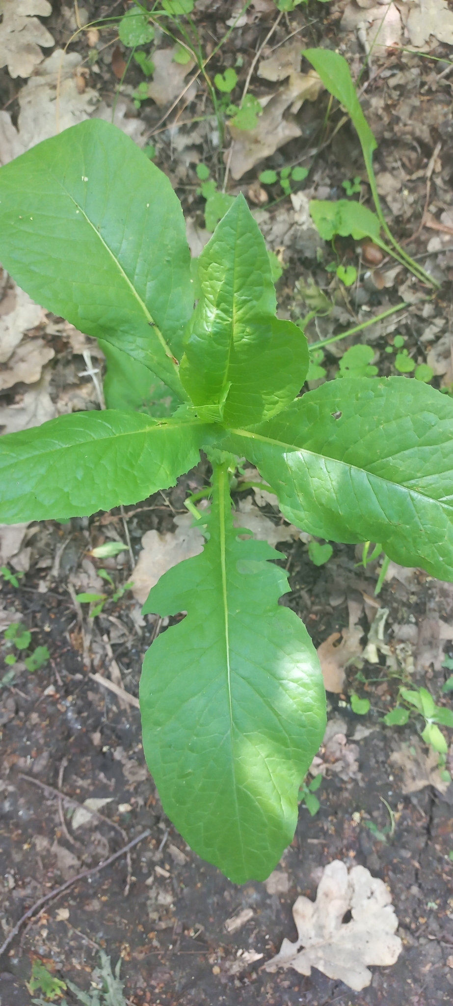 Lactuca quercina L.