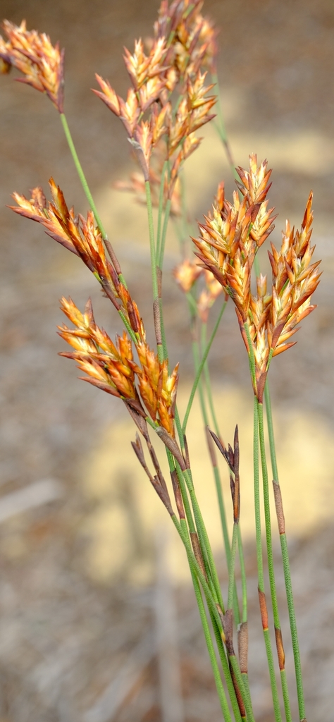 Specklestem Capereed from Cape Farms, Cape Town, South Africa on May 19 ...