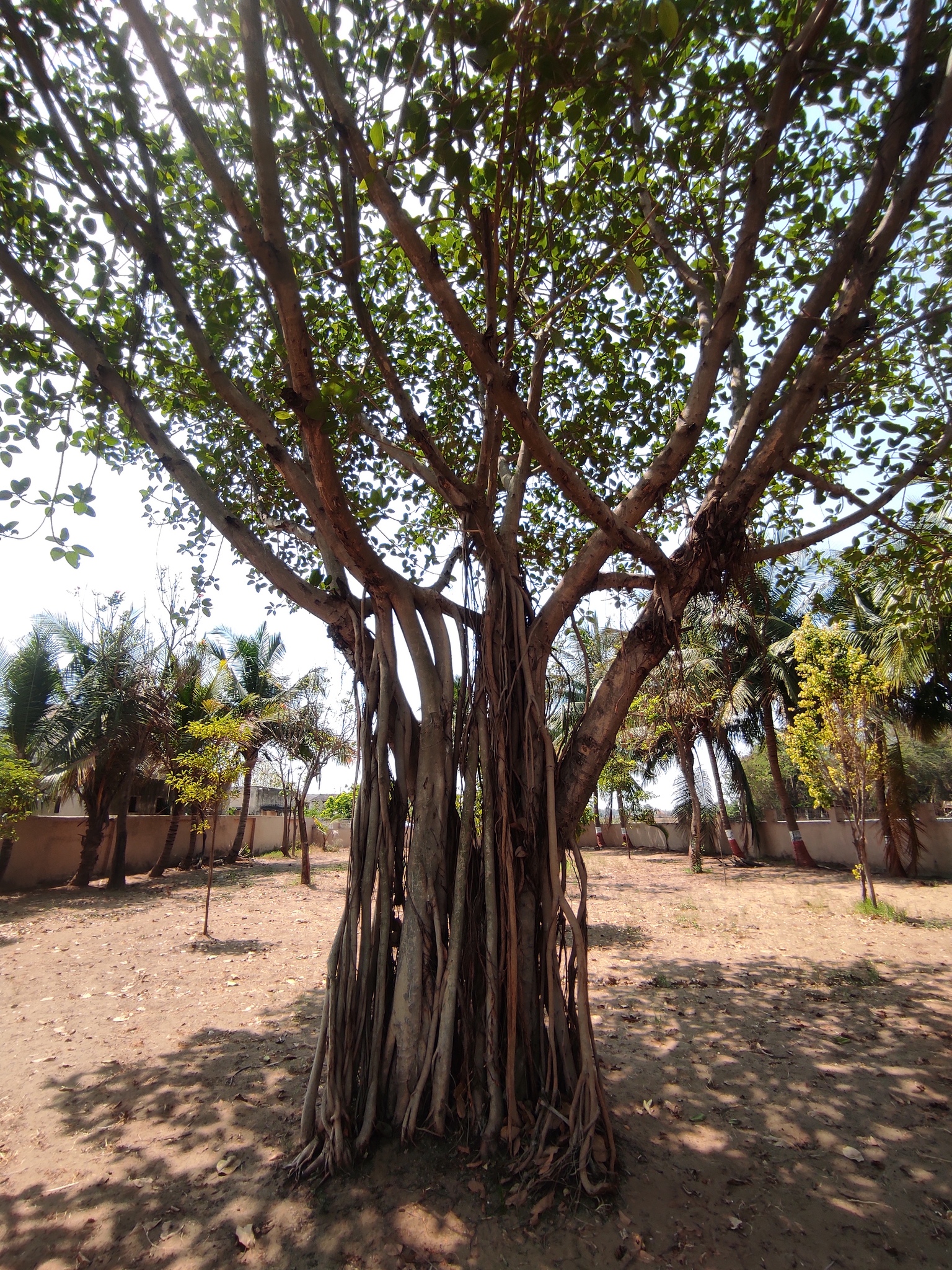 Ficus benghalensis L.