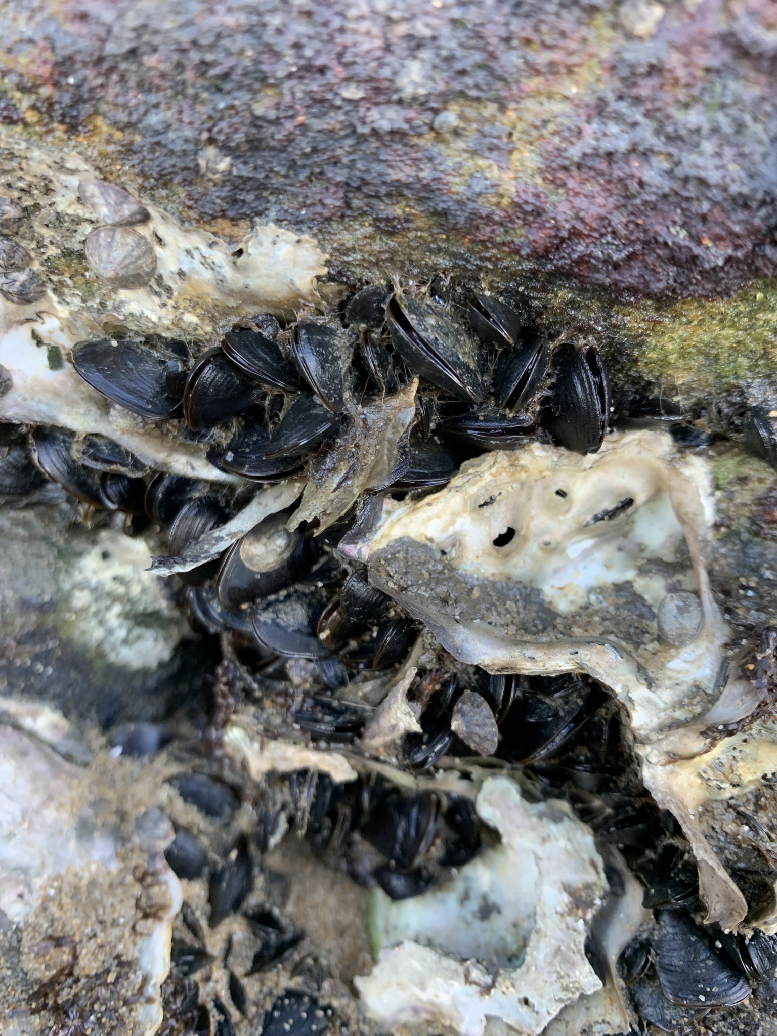 Xenostrobus securis (Lamarck, 1819)