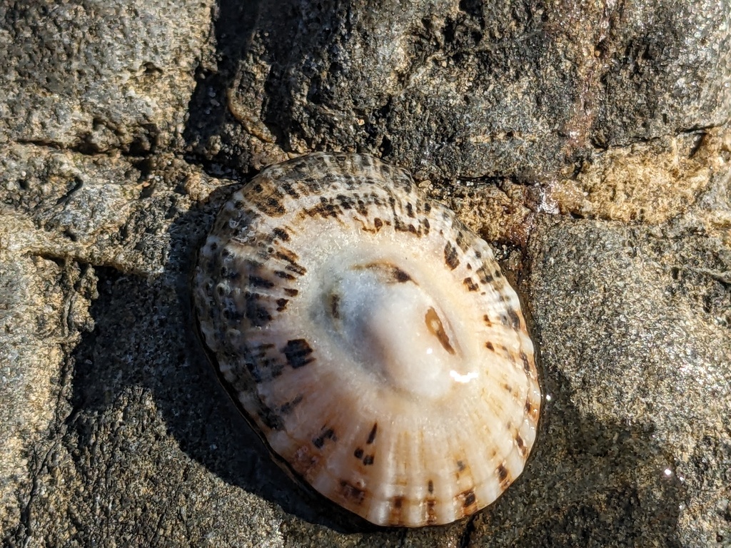 Scutellastra peronii from Woolgoolga NSW 2456, Australia on May 20 ...